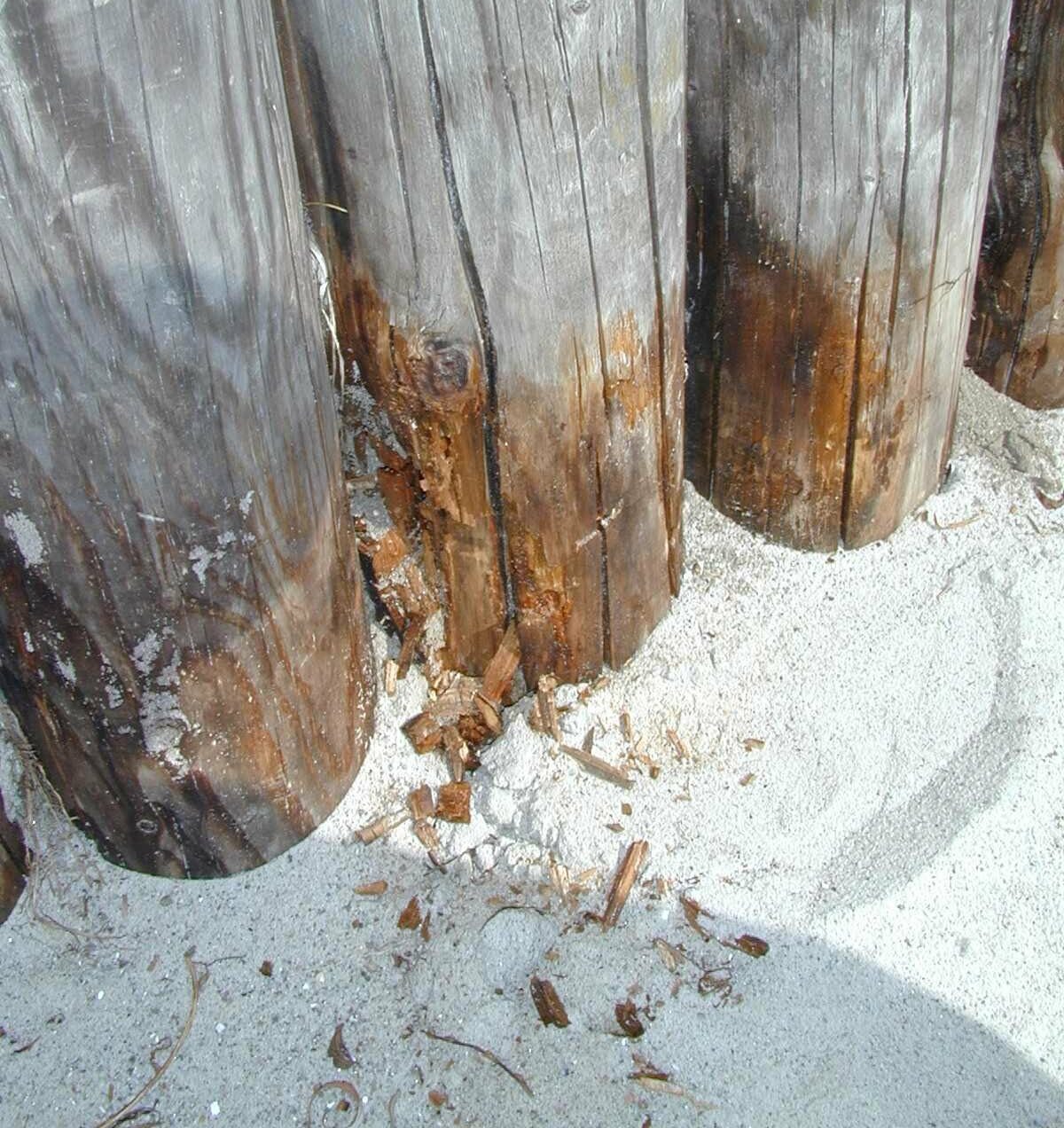 Wood properties – BuildInWood