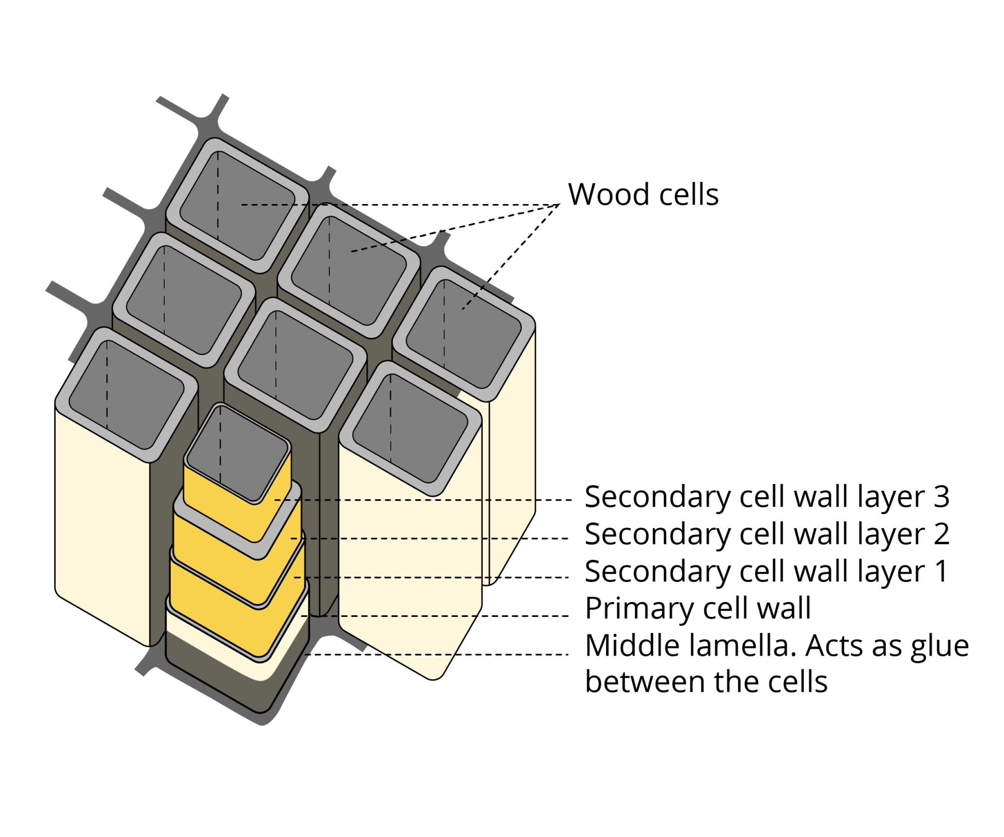 Wood properties – BuildInWood