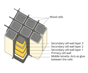 Wood properties – BuildInWood